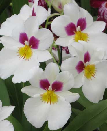 Miltoniopsis at Eikenhoff Orchid Nursery