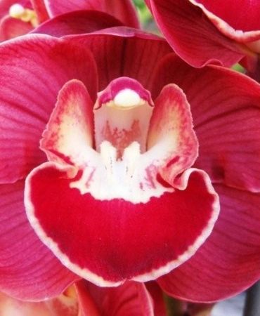 Cymbidium Duckitt Bicentennial X James Toya Hendrik Orchids