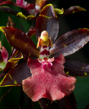 Oncostele Wildcat Bob Cat (DARK MAROON) Orchids