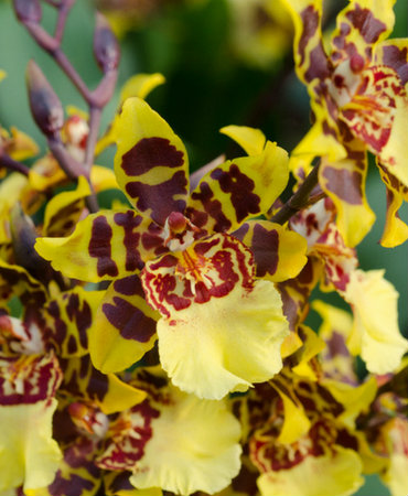 Oncostele Wildcat Green Valley Orchids