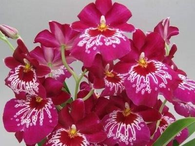 GROWING GUIDE – MILTONIOPSIS & MILTONIA